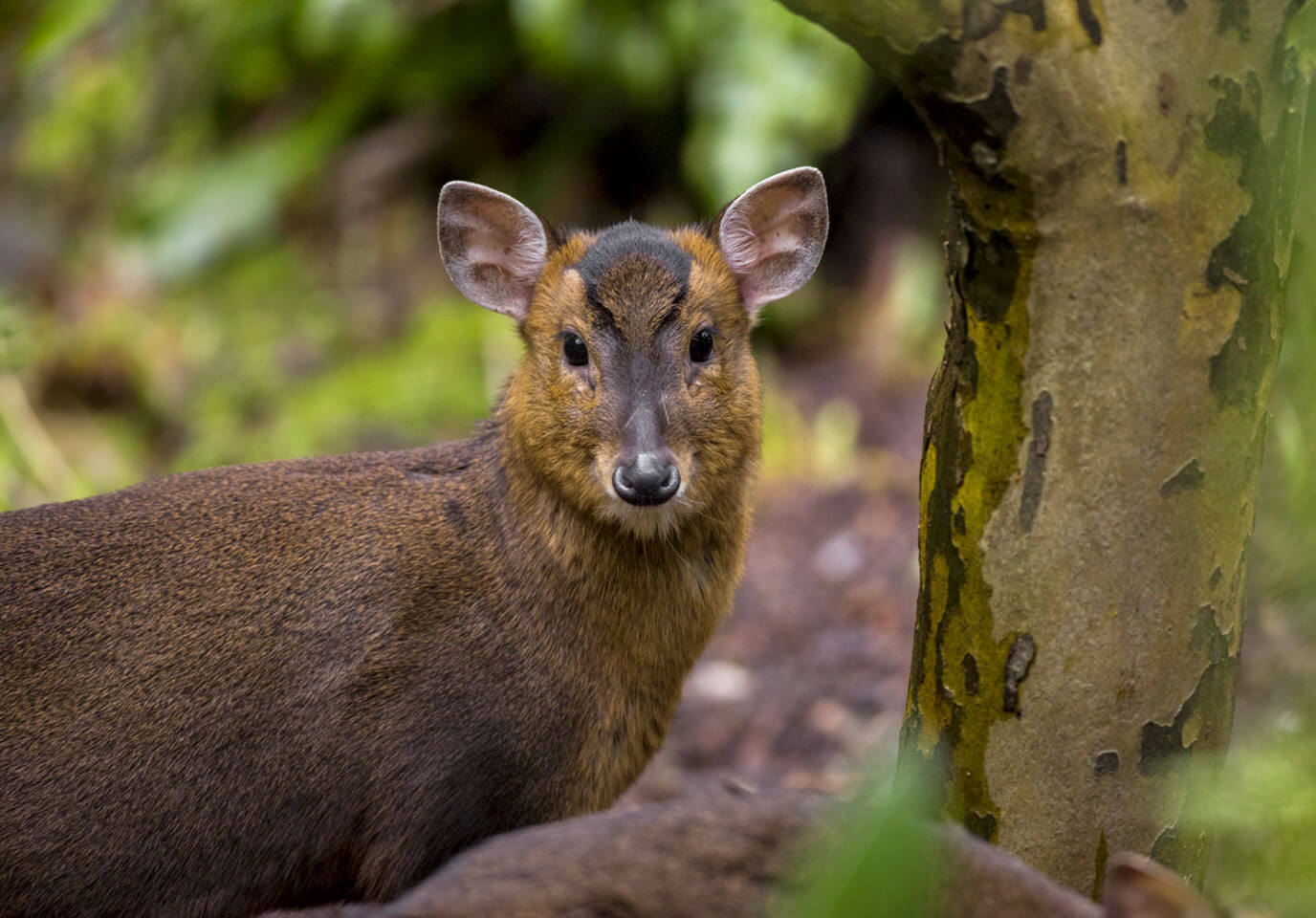Muntjac de Reeves - Bioparc Zoo de Doué la Fontaine