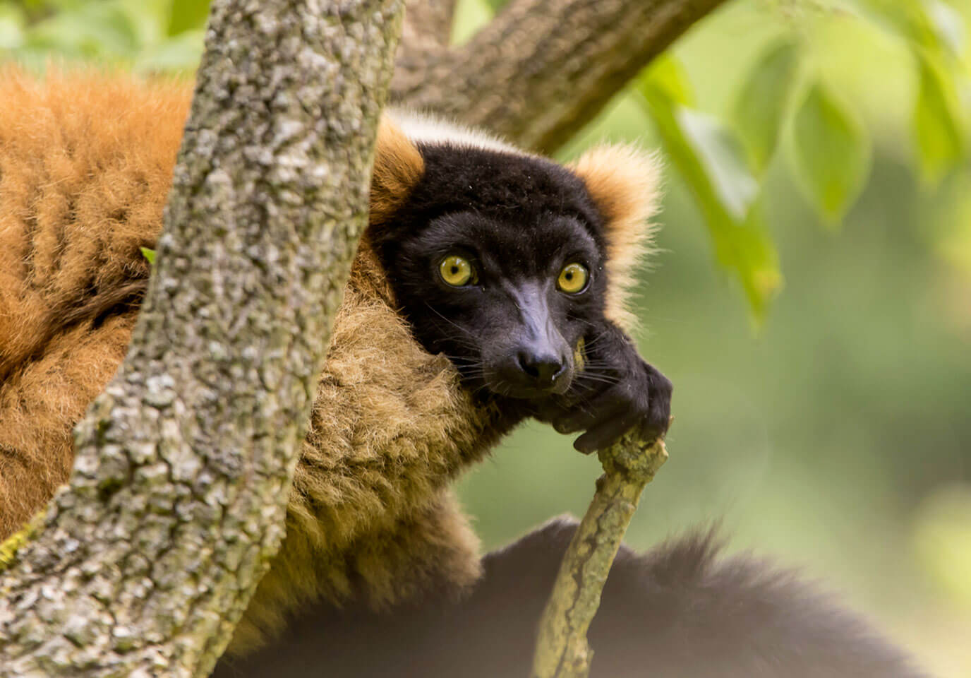 Vari roux - Bioparc Zoo de Doué la Fontaine