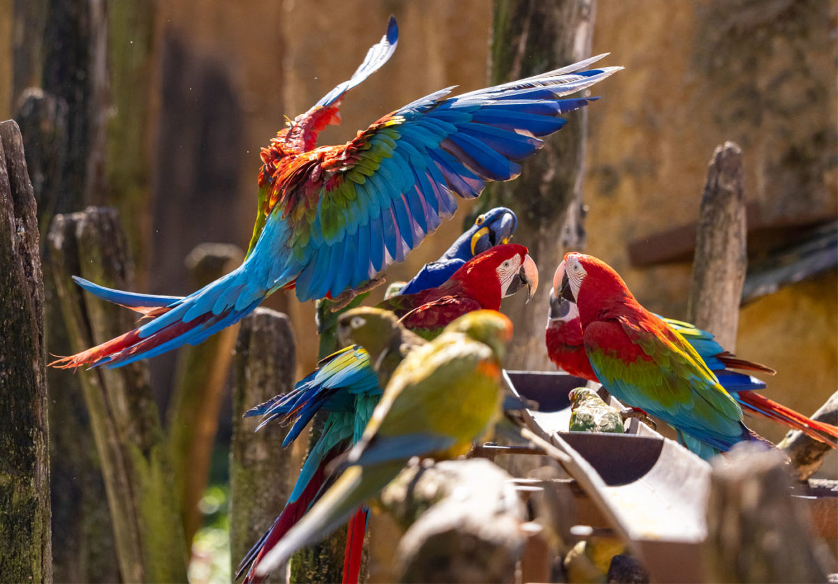 Bioparc - Zoo de Doué la Fontaine